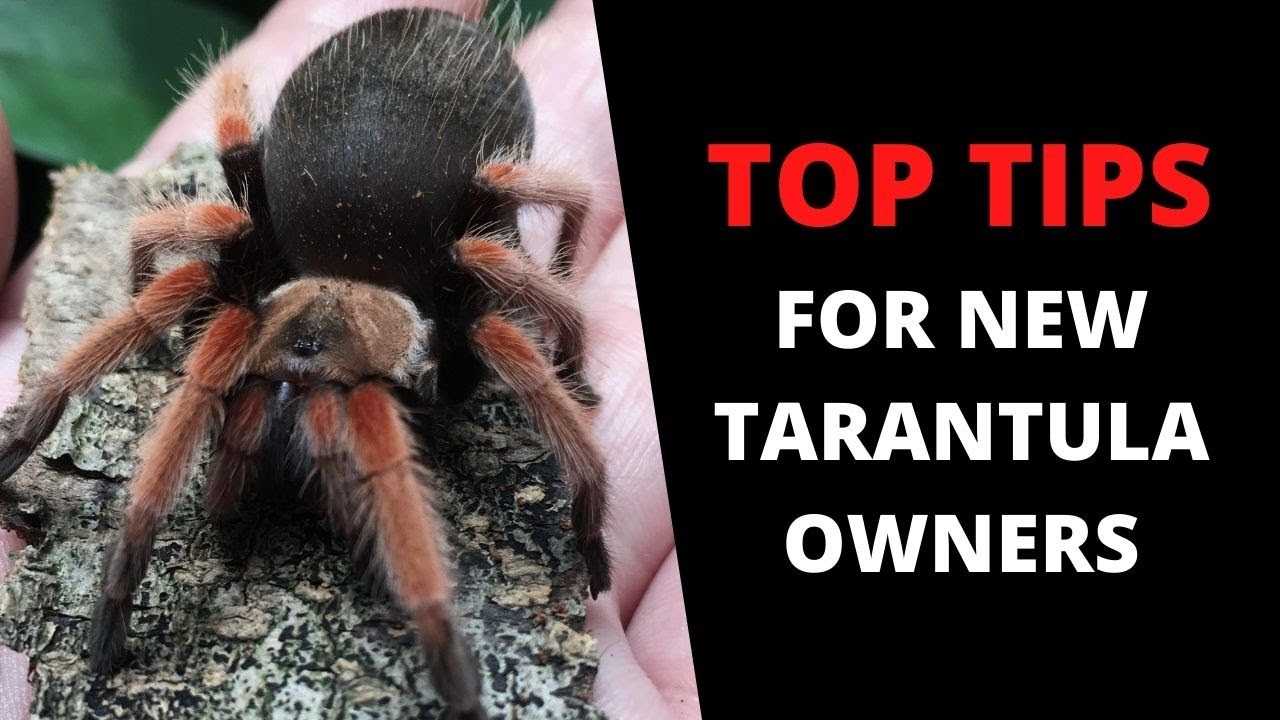 Top Tips For New Tarantula Owners - YouTube