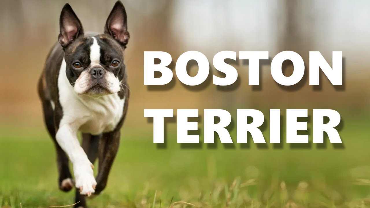 BOSTON TERRIER DOG BREED - Get to know the AMERICAN GENTLEMAN - YouTube