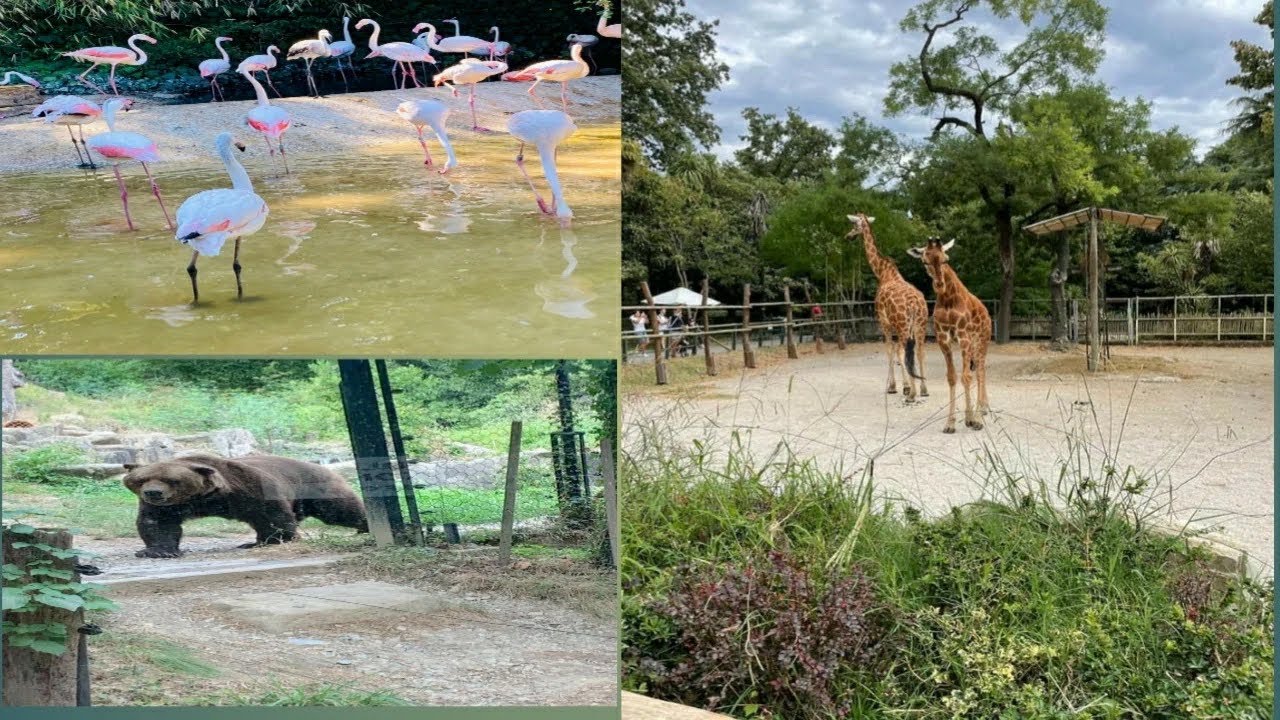 Italian Zoo Visiting || So Beautiful Park || The Zoo Park Of Pistoia ...