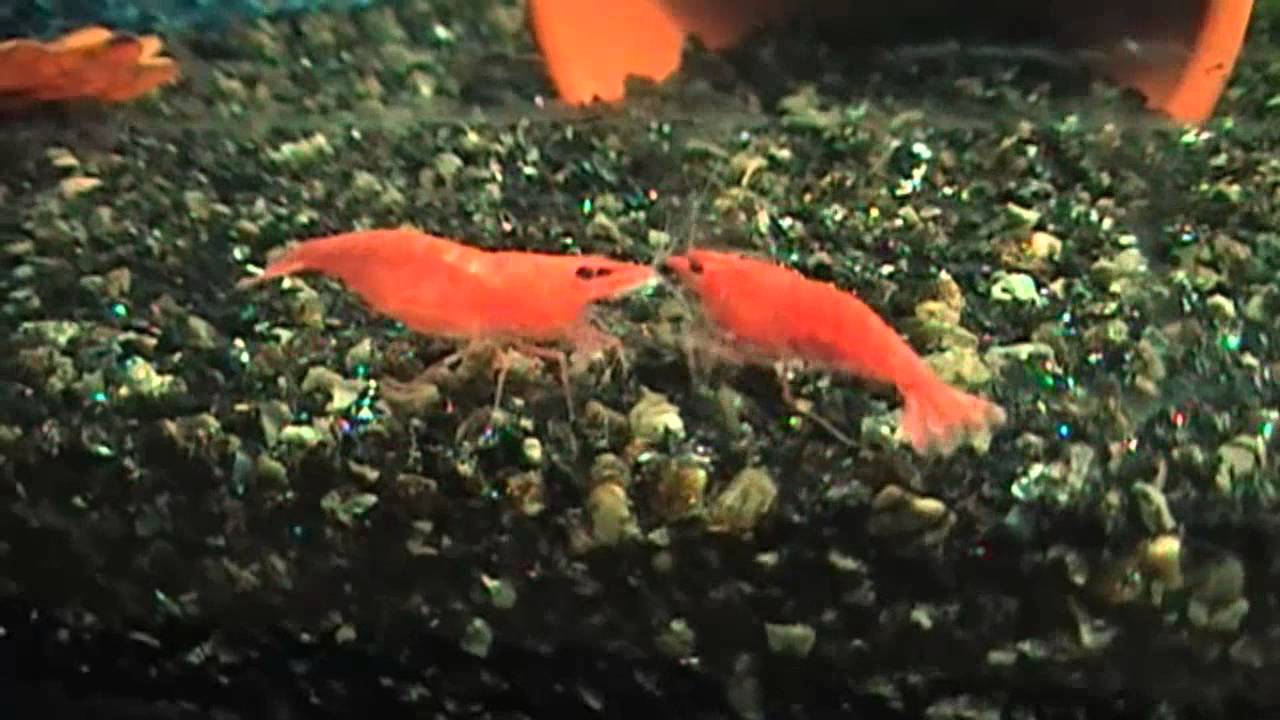 Red Fire Garnelen HD Video - YouTube