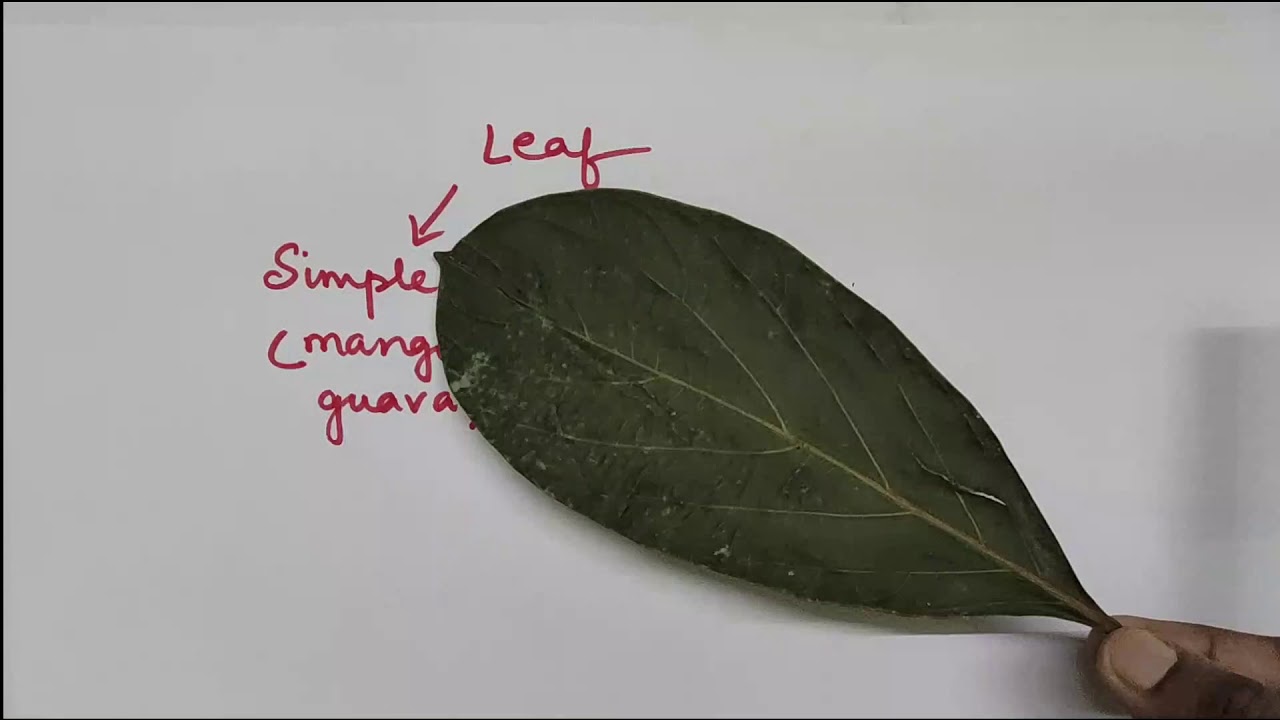 The Leaf Class 6 Biology 2020 YouTube the-leaf-class-6-biology-2020-youtube