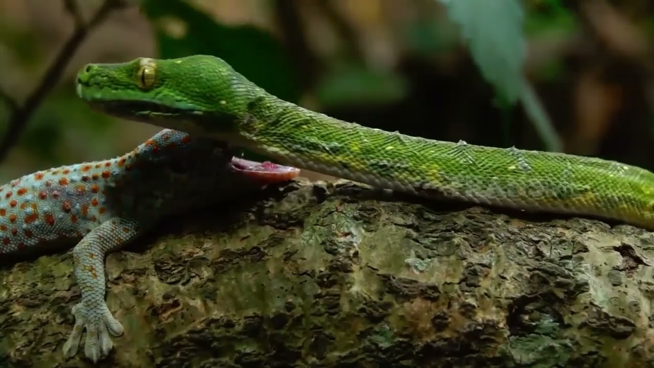 Keganasan Tokek Si Cicak Besar | SI OTAN (03/01/23) - YouTube