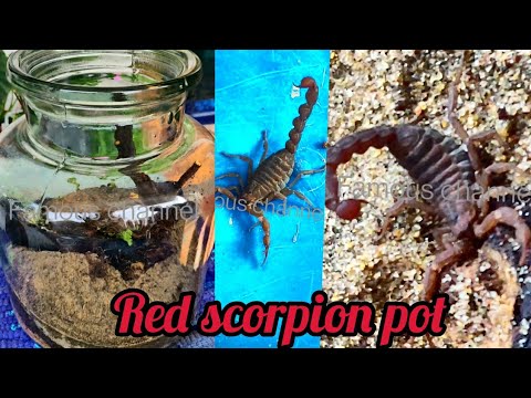 Create Red scorpion pot - YouTube