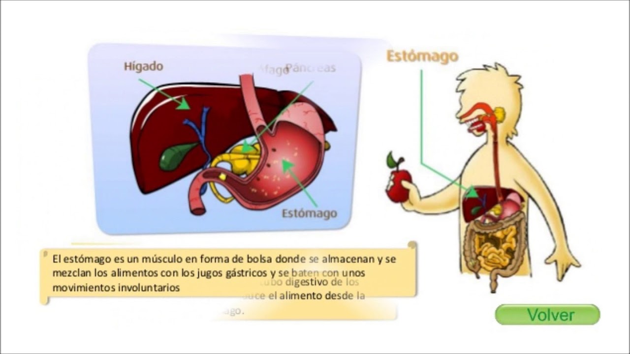 Recorrido del sistema digestivo - YouTube