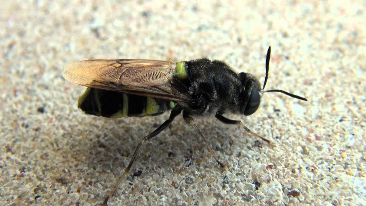 Soldier Fly (Stratiomyidae: Stratiomys) Lateral View - YouTube
