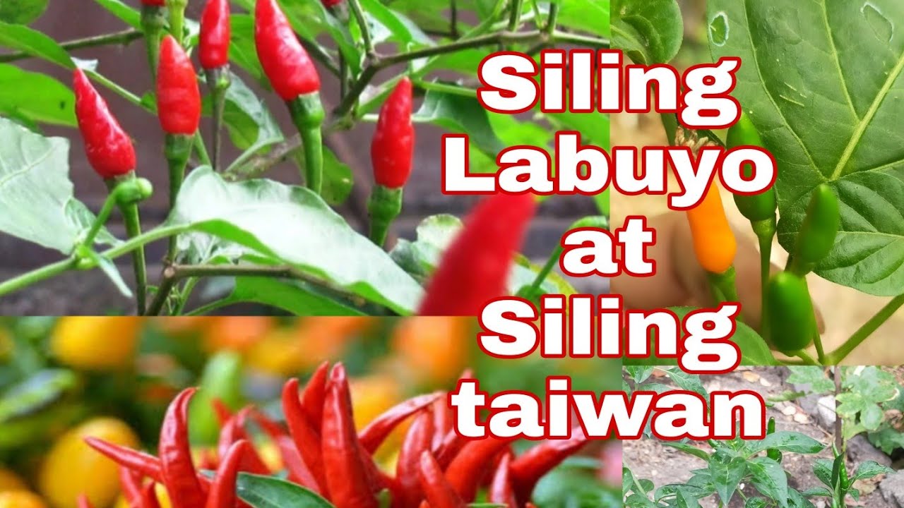 SILING LABUYO AT SILING TAIWAN 🌶️ano nga ba ang pinagkaiba ? - YouTube