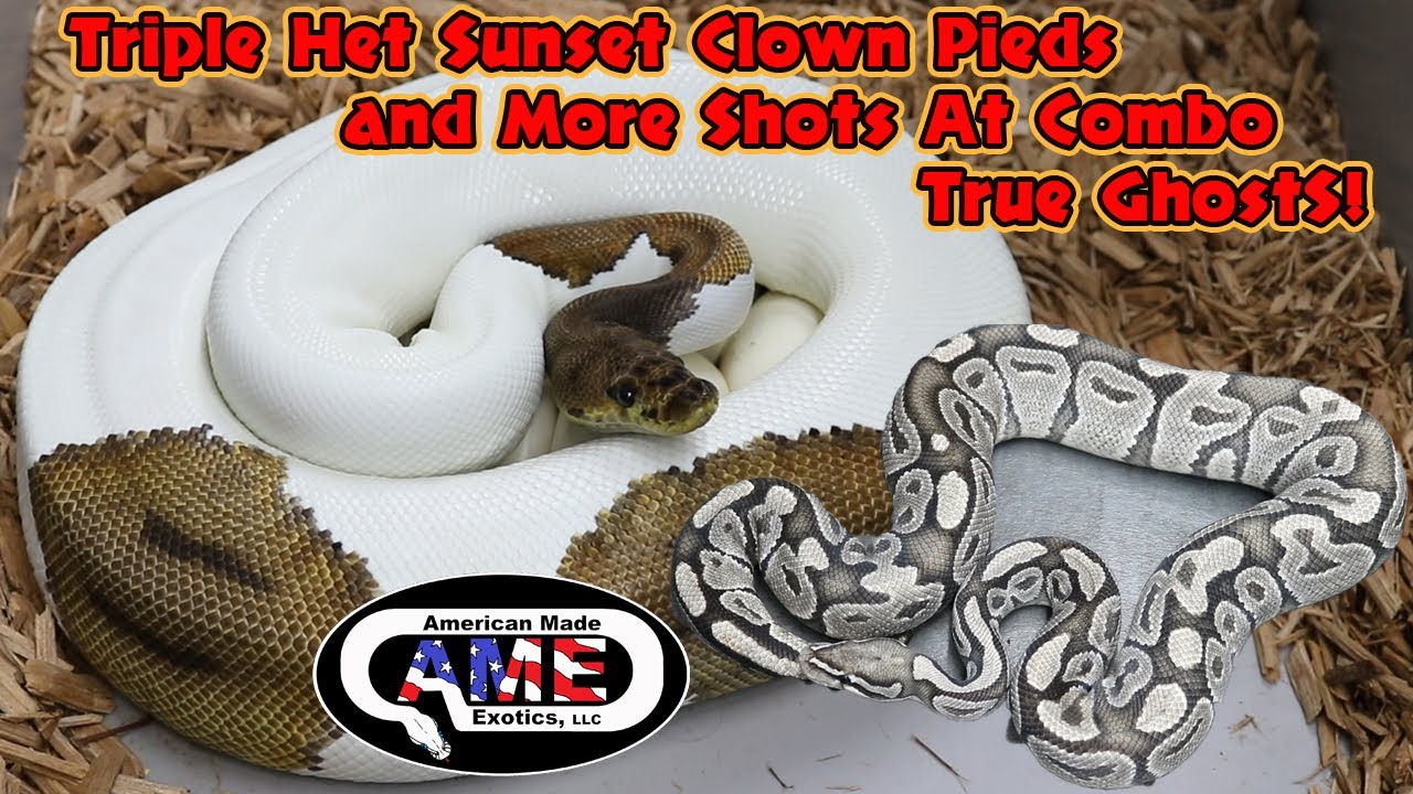 Enchi Triple Het Sunset Clown Pieds and More Shots At Combo True Ghosts!! AME v17 - YouTube