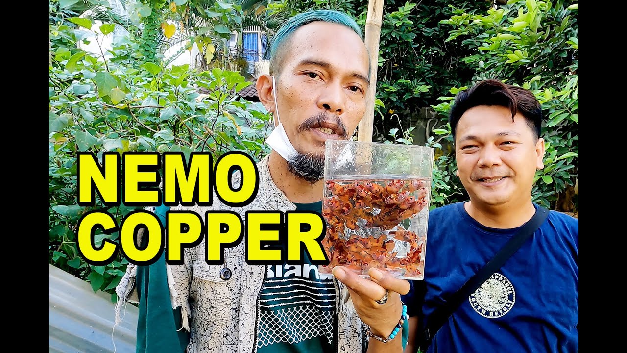 NEMO COPPER BANYAK BANGET DI SINI - YouTube