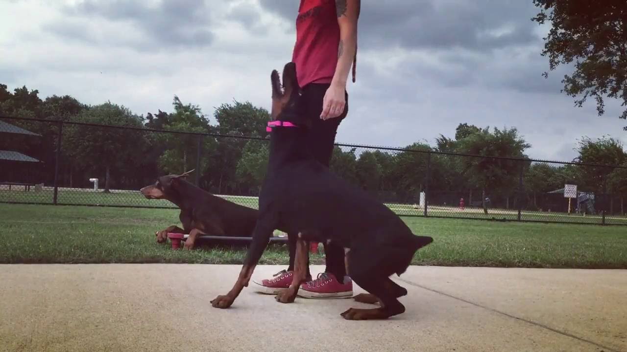 Doberman Obedience Heeling - YouTube
