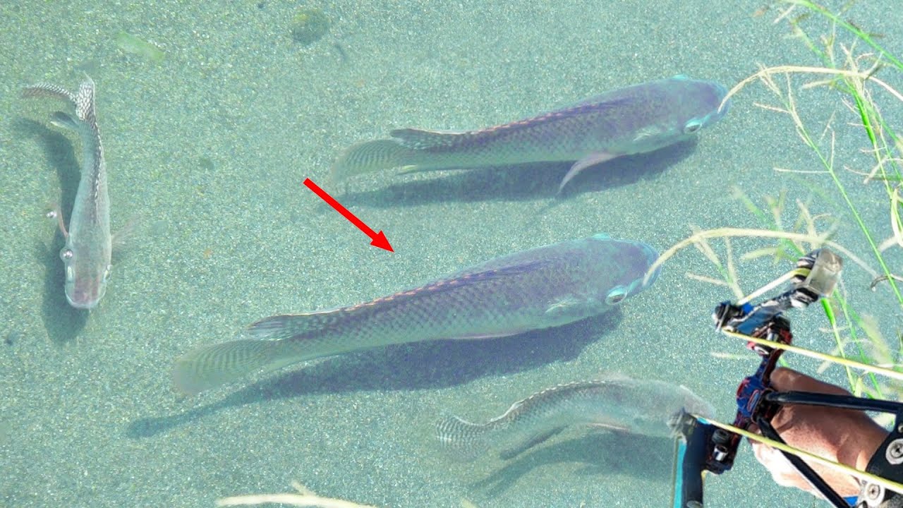 YANG BEGINI BISA BIKIN LUPA WAKTU | ketapel ikan |slingshot fishing ...