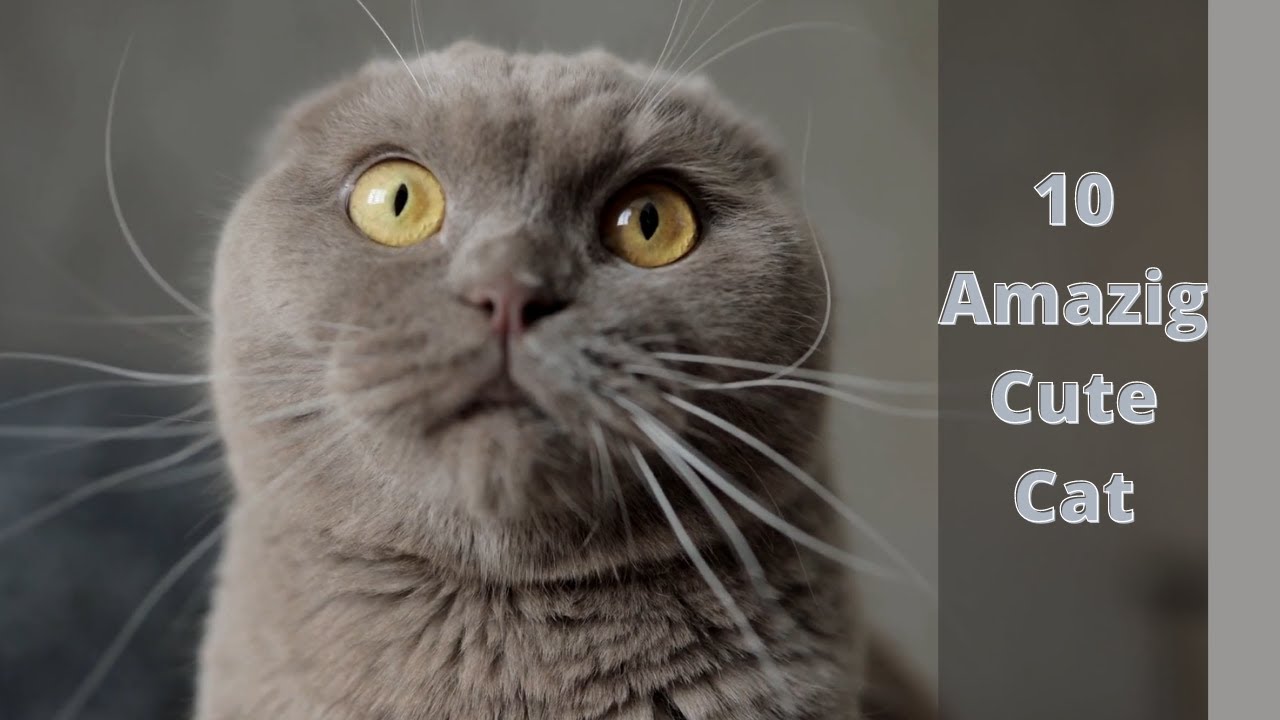 Top 10 Amazing cute cats | Saif Sakib 2S - YouTube