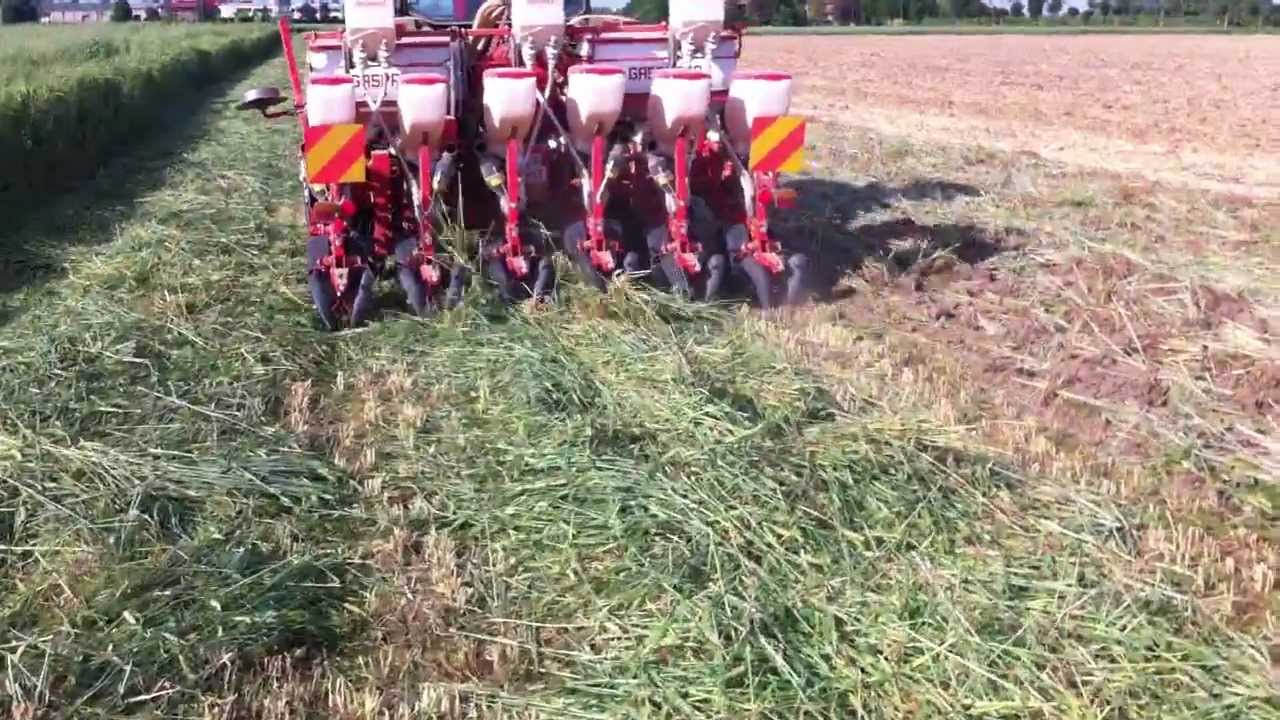 Sorgo su live mulching.MOV - YouTube