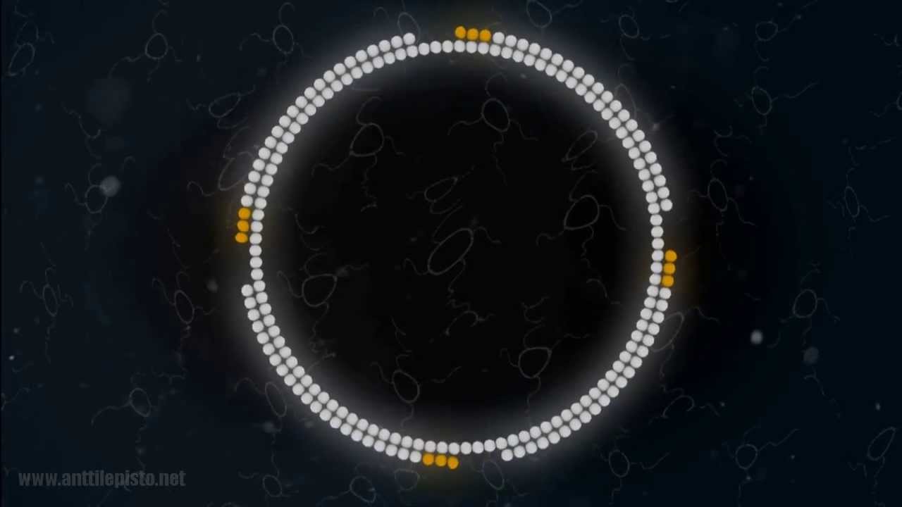 Visualization of multiple displacement amplification of a circular DNA ...