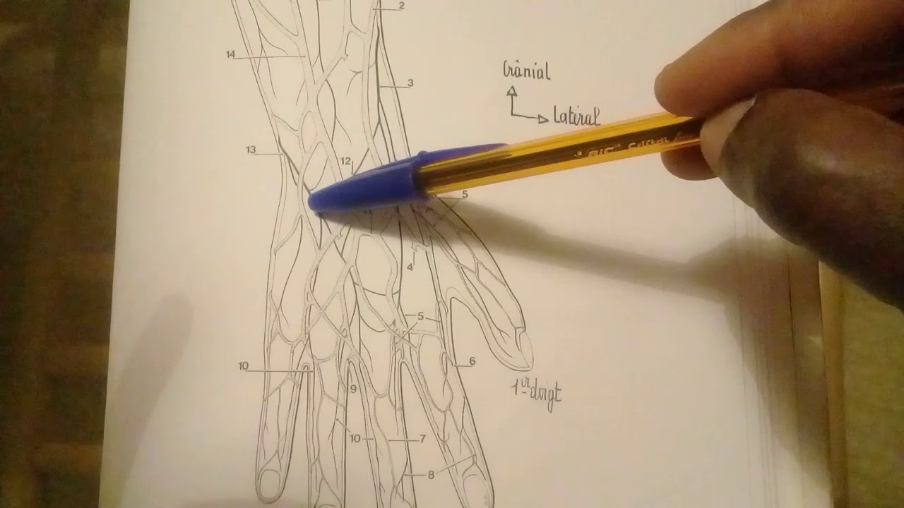Innervation sensitive de la face dorsale de la main - YouTube