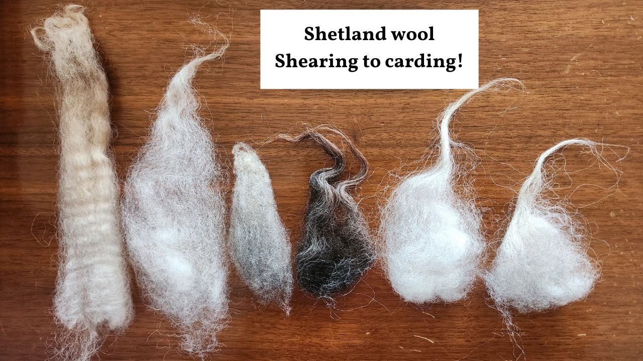 Farm to yarn. Processing Shetland sheep wool for handspinning, shearing ...