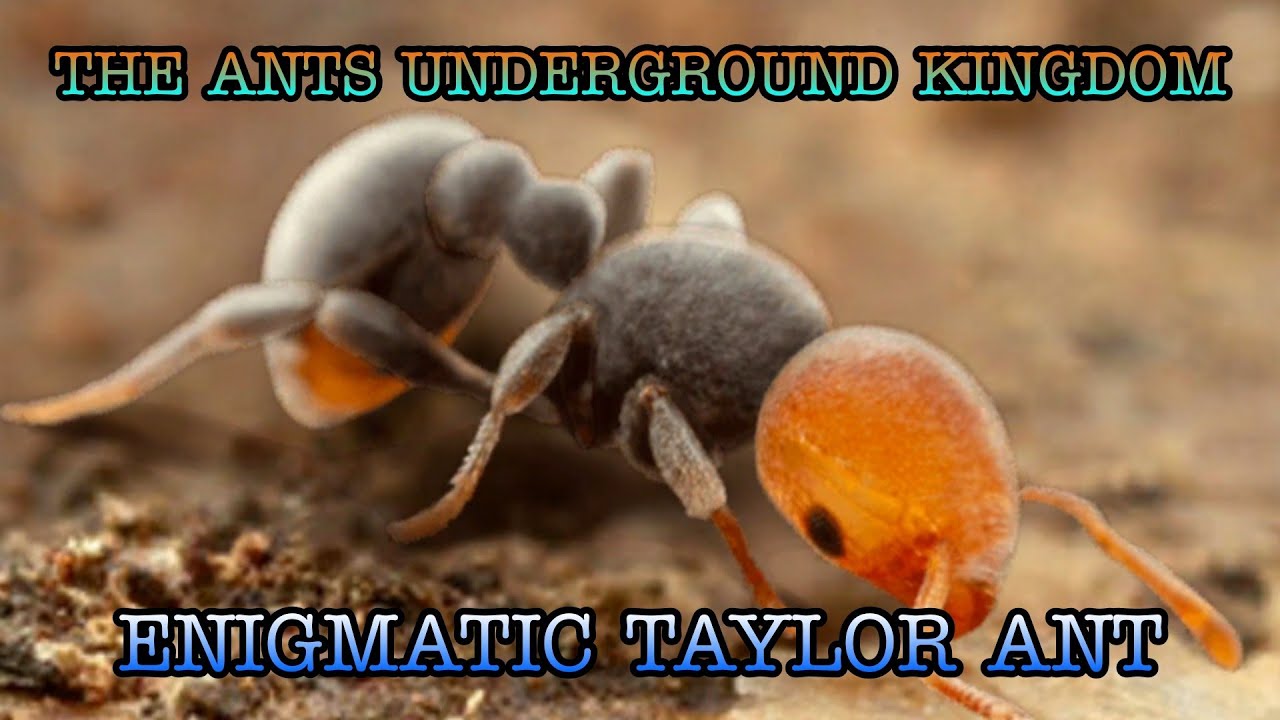 THE ANTS: PLANET ANT UNDERGROUND KINGDOM - ENIGMATIC TAYLOR ANT - YouTube