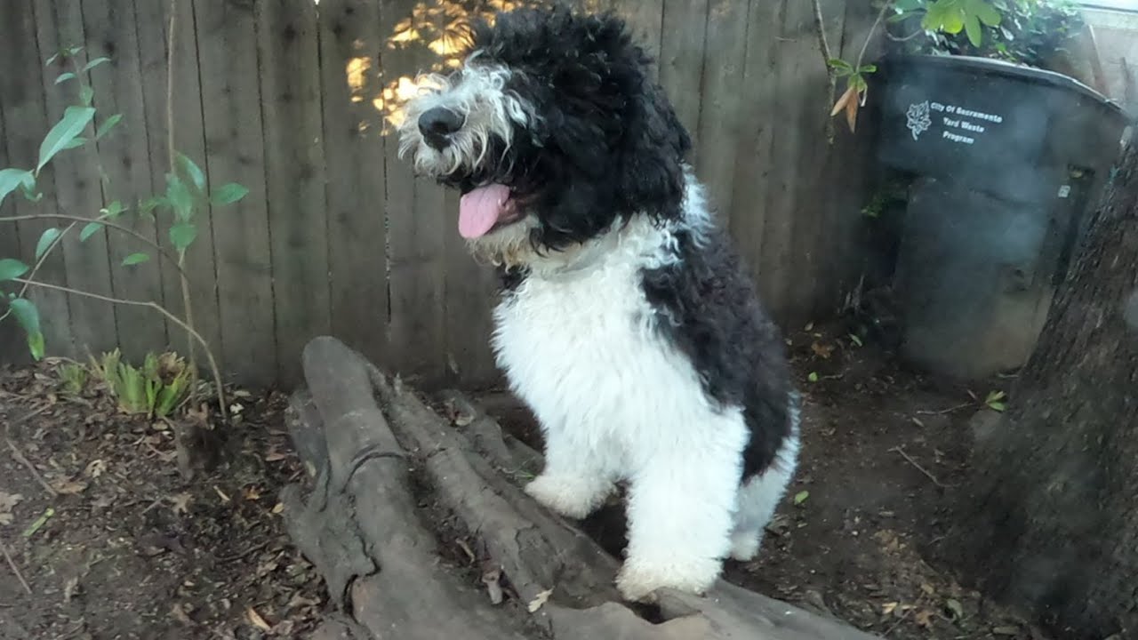 Mitzy Doodle plays you can’t get me - YouTube