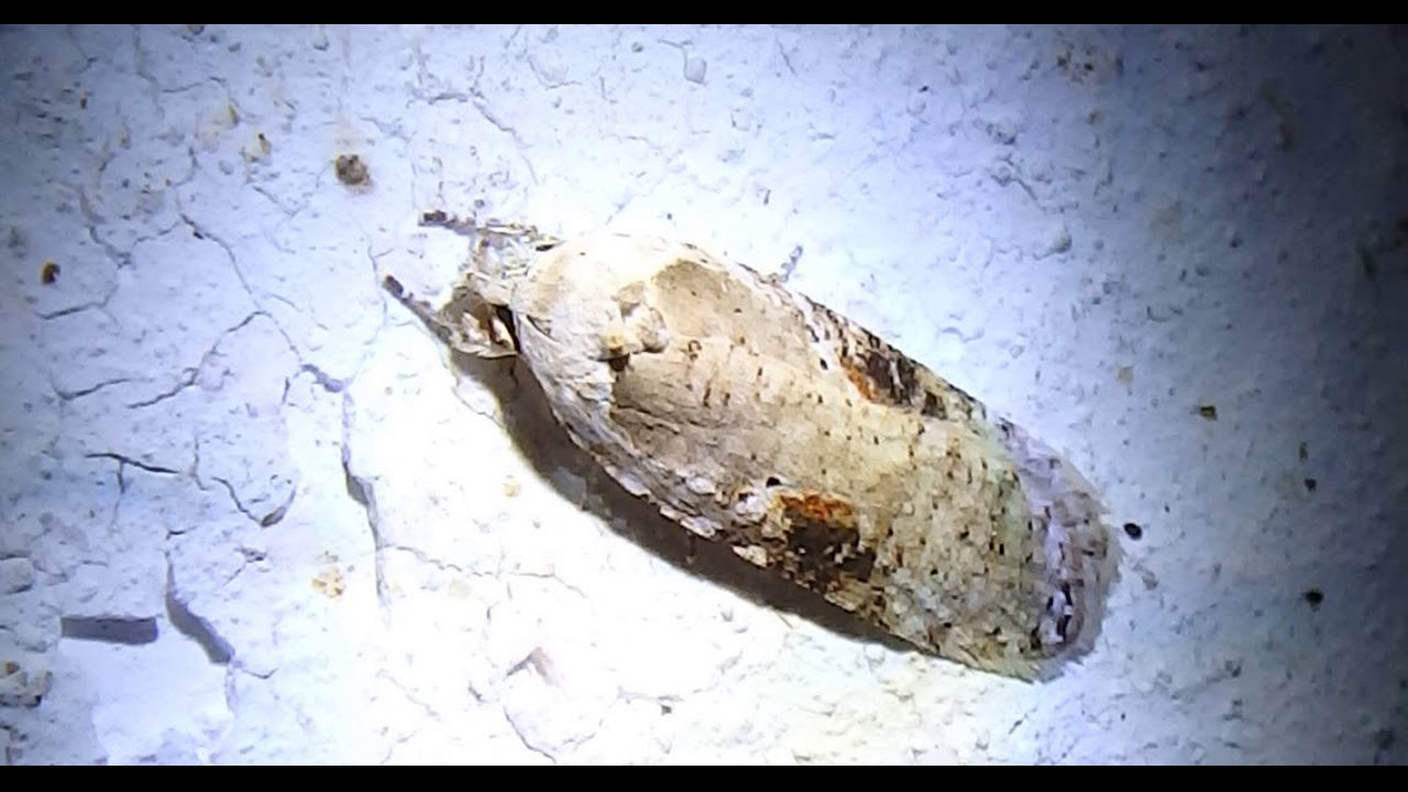 The hemlock moth (Agonopterix alstroemeriana), defoliating hemlock moth ...