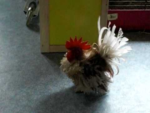 Our curly feddert Chabo rooster Ping - YouTube