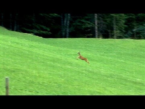 AVSTRIA ZAFXULI 2014 WELI - YouTube