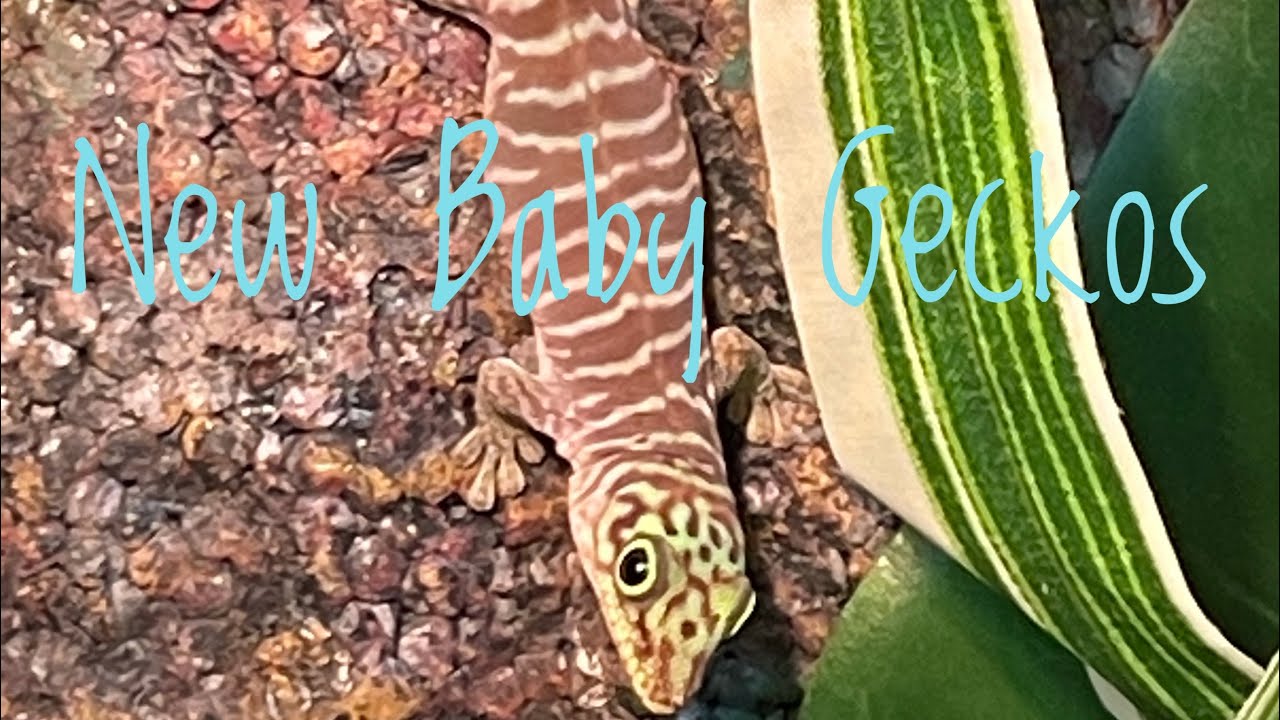 New Baby Geckos! -We Do a Setup Build for Baby Day Geckos - YouTube