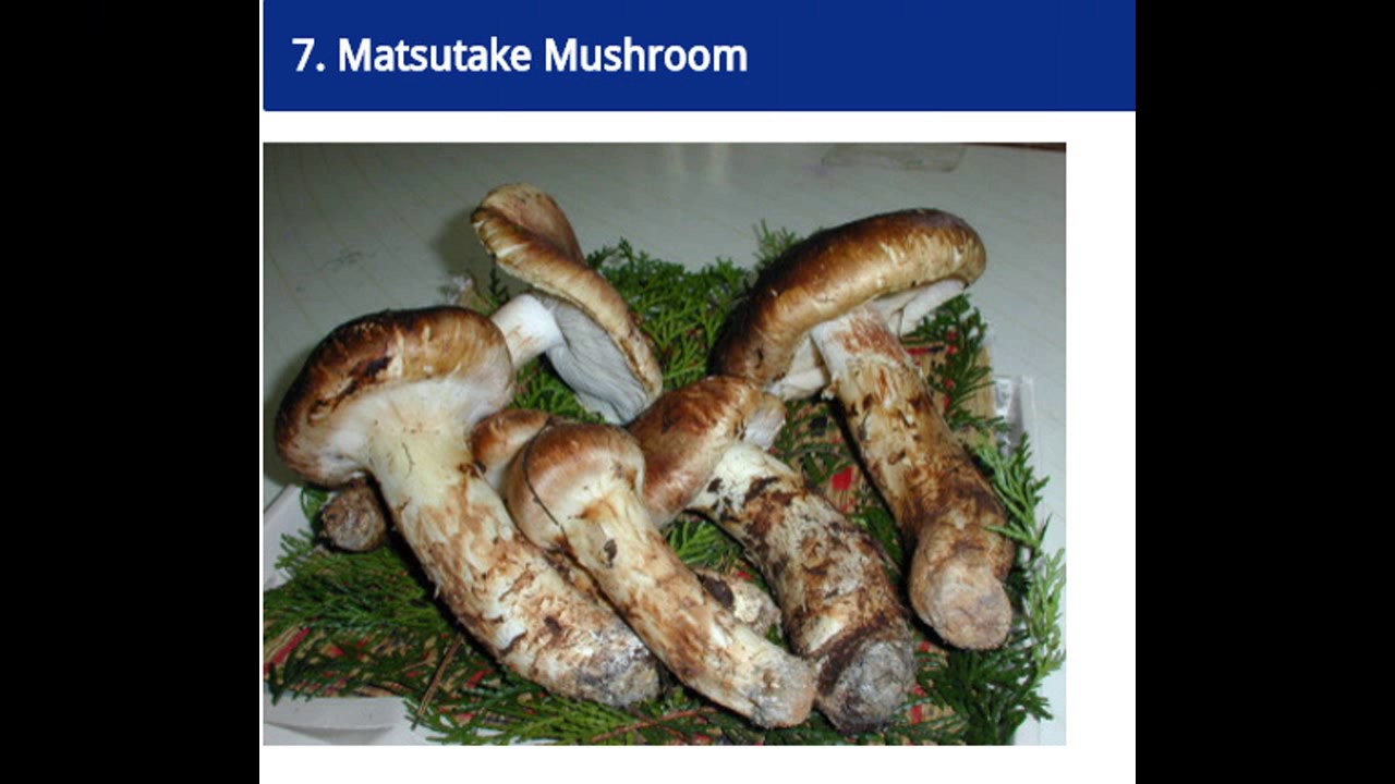 Top 10 Exclusive & Rare Foods - YouTube