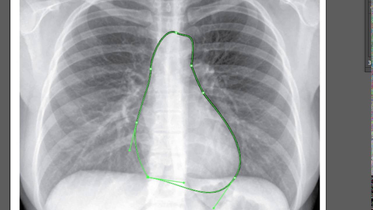 Drawing Thoracic Anatomy - Adobe Illustrator - YouTube