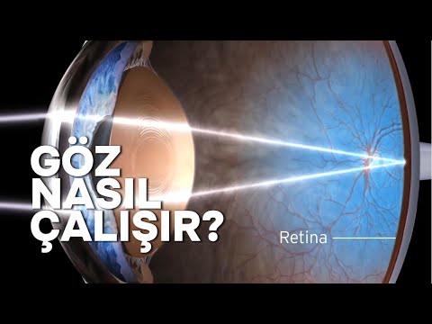 Göz Nasıl Görür? Beyin Görüntüyü Nasıl Oluşturur? | Bilimsel ve Detaylı Anlatım
