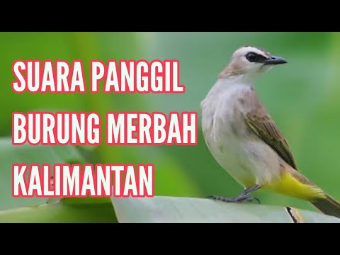 Suara Panggil Merbah Belukar Kalimantan - YouTube