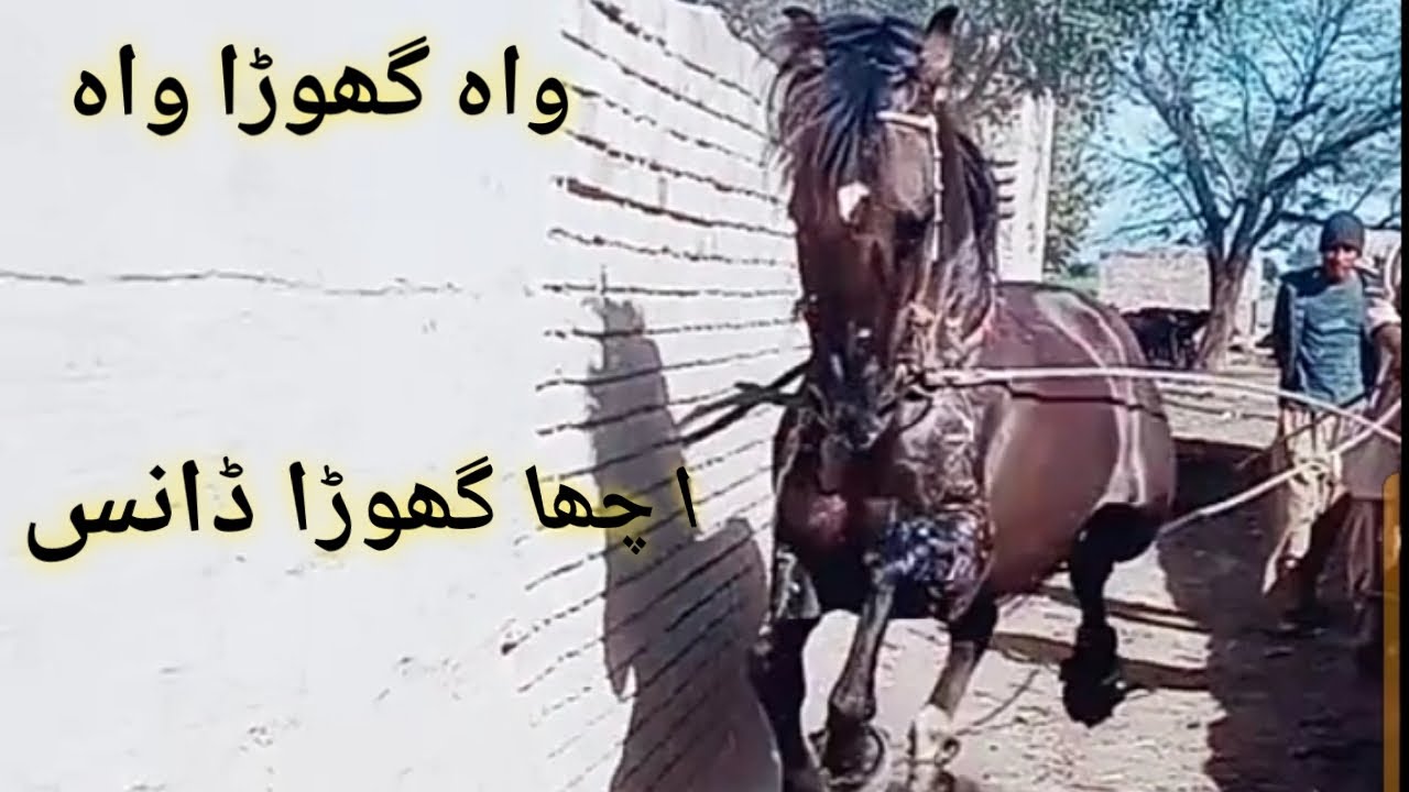 Best ghora dance|Ghora dance in Pakistan - YouTube