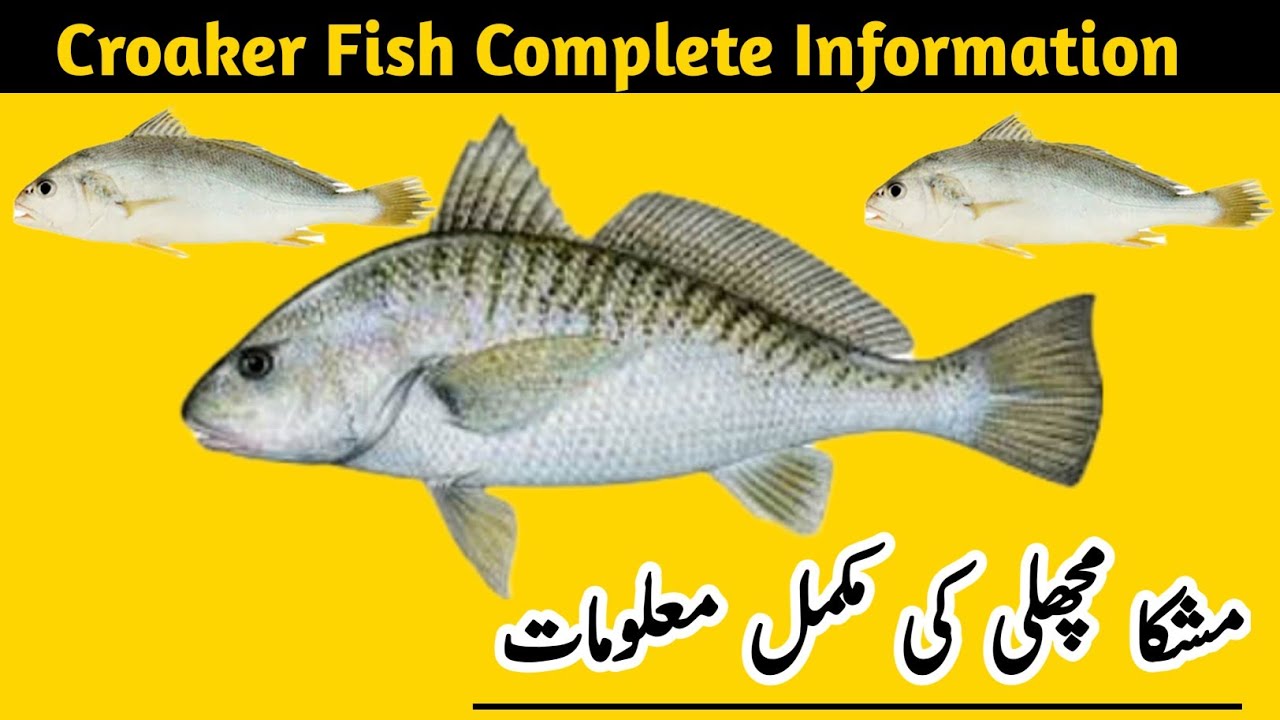 Mushka Fish in Pakistan | Mushka Fish Farming in Pakistan - YouTube