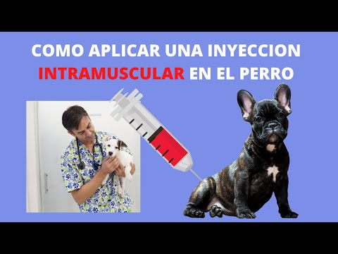 🖍 🖍  Como aplicar una INYECCION INTRAMUSCULAR en el perro 🖍🖍