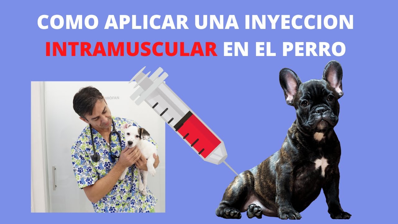 Puedo Alimentar A Mi Perro Entre Inyecciones De Insulina