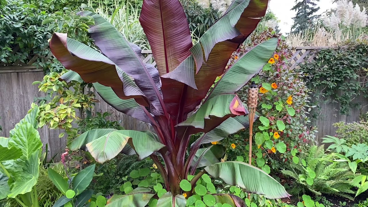 Prepping a Red Abyssinian Banana for Winter Storage - YouTube