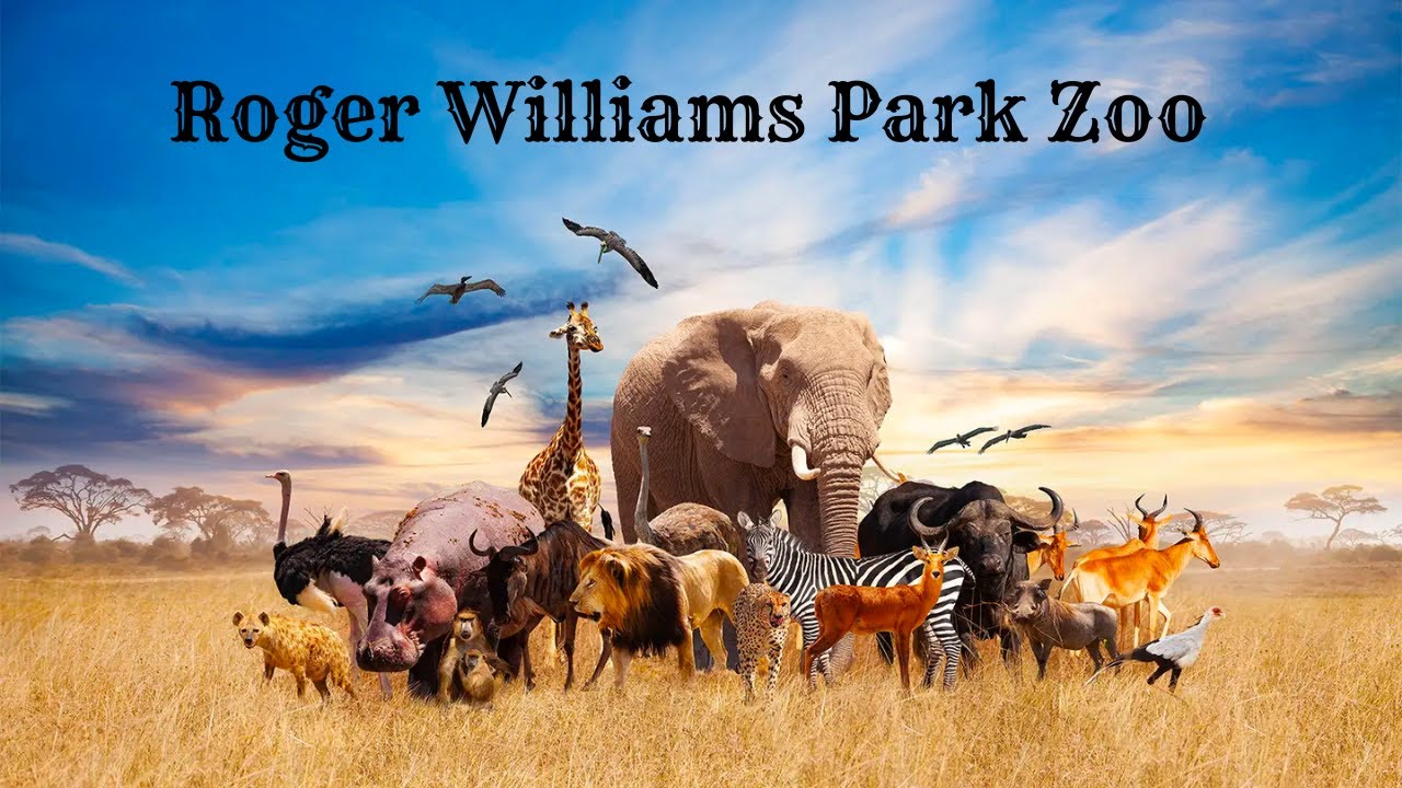 Roger Williams Park Zoo: A Zoo in Review - YouTube