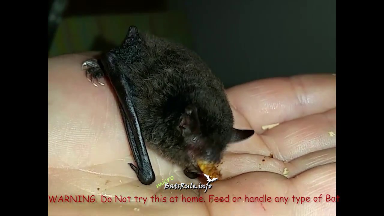 Rehab | Microbat in care6 | Myotis macropus, Southern Myotis, Large ...