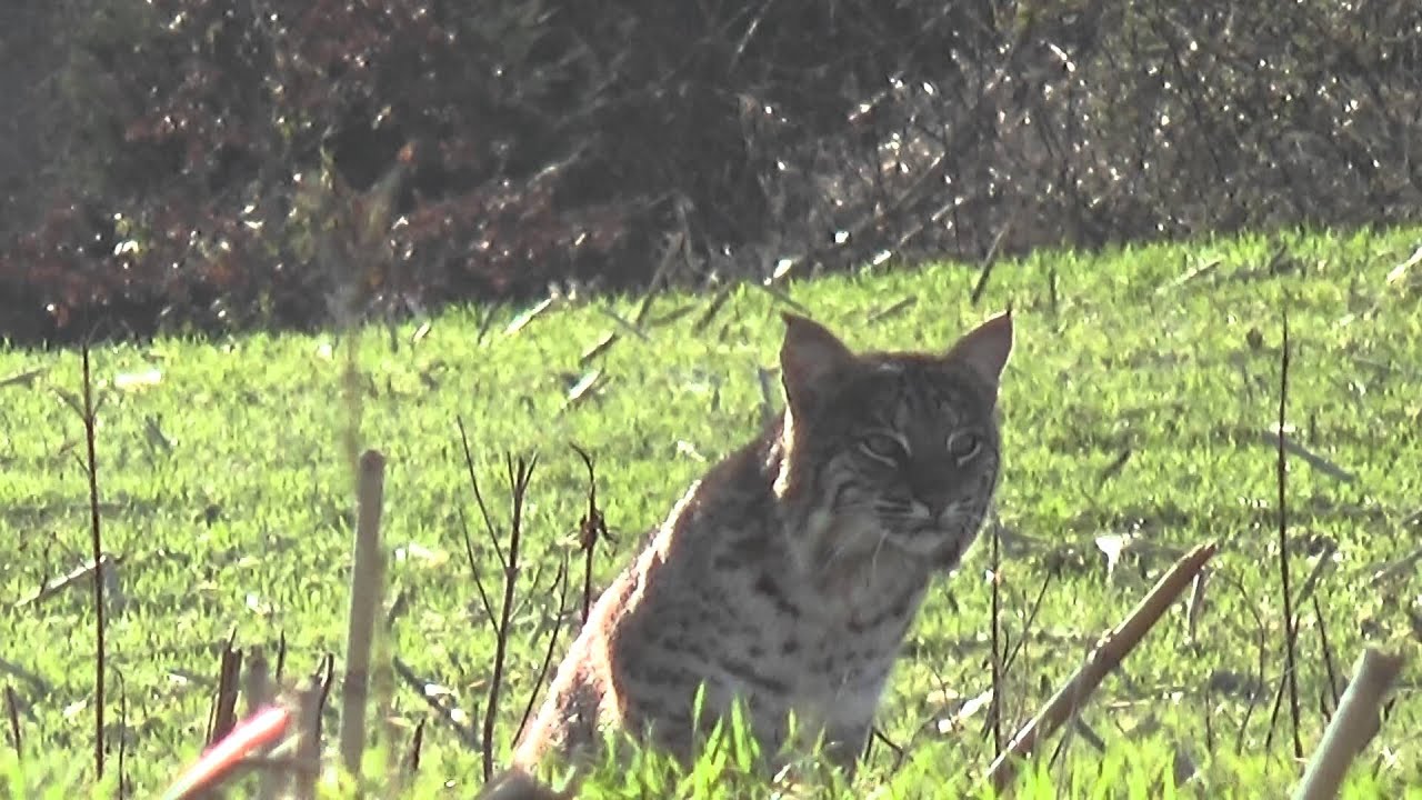 Monster bobcat stalks call/decoy - YouTube