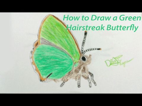 Green Hairstreak Butterfly Speed Drawing - YouTube