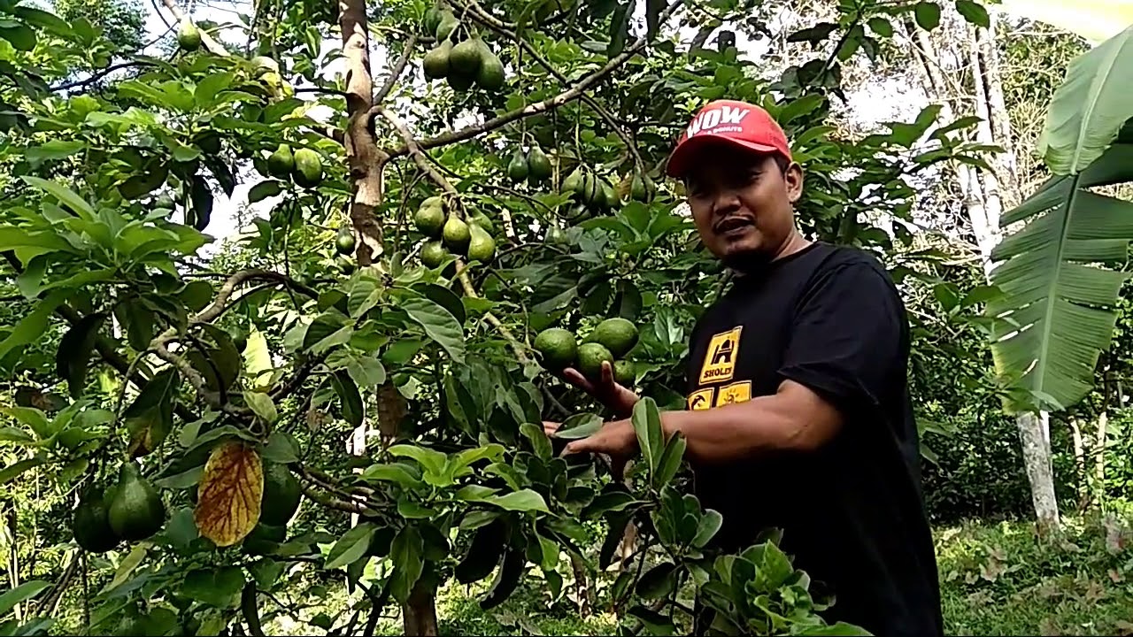 Panen Alpukat Creative Farm Batang - YouTube
