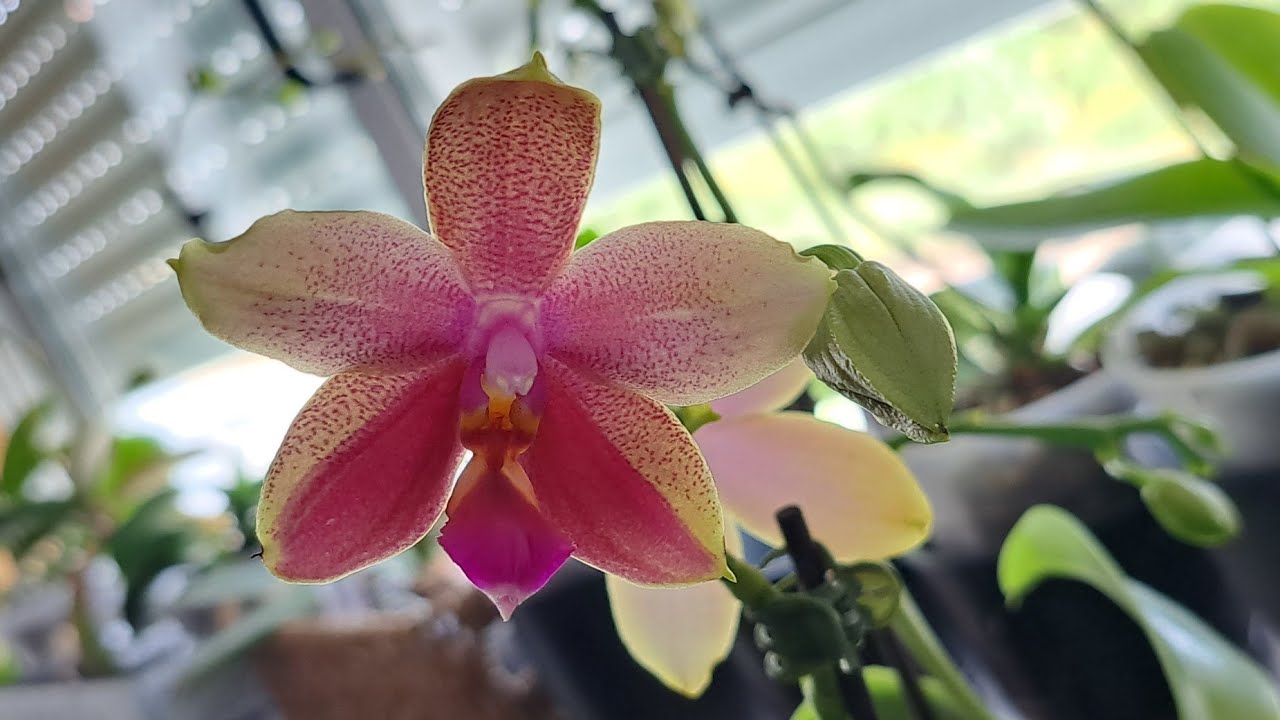 Phalaenopsis Liodoro - YouTube
