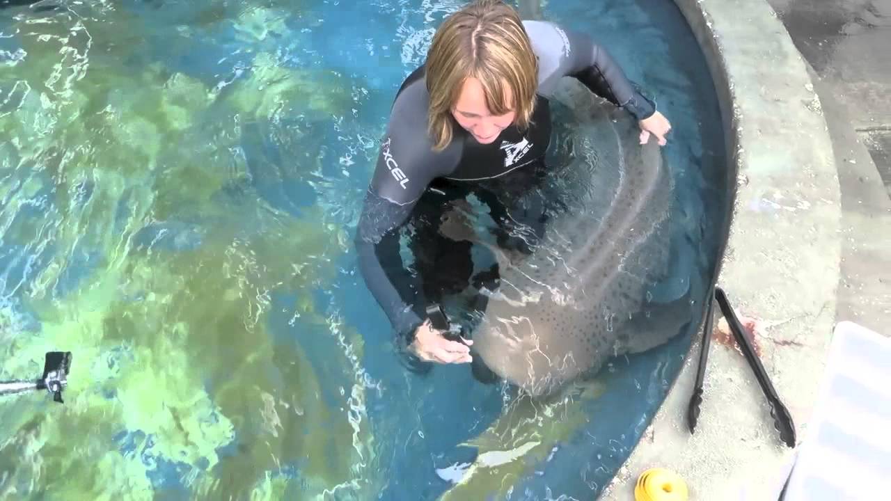 Shark Training at the Aquarium of the Pacific - YouTube