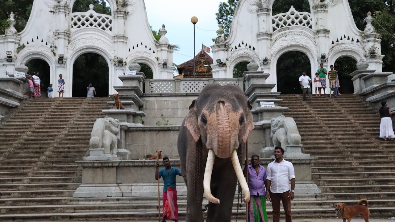 Majestic Elephant Kandula - YouTube