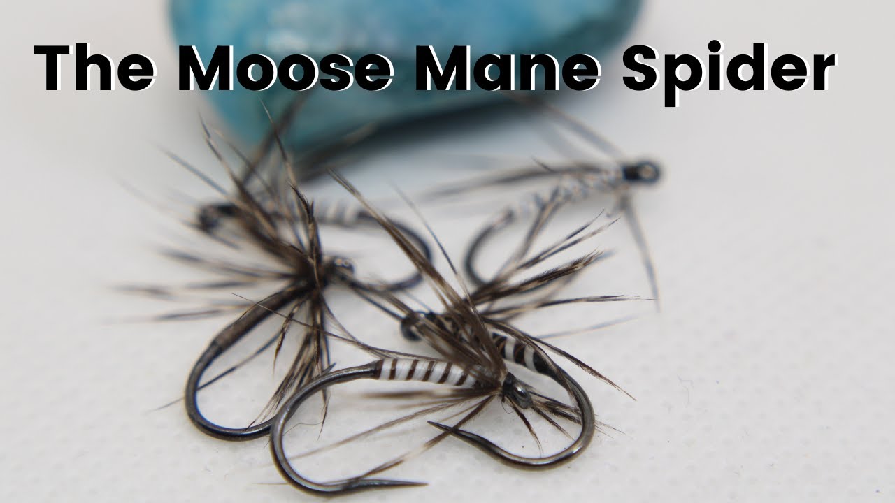 The Moose Mane Spider - YouTube