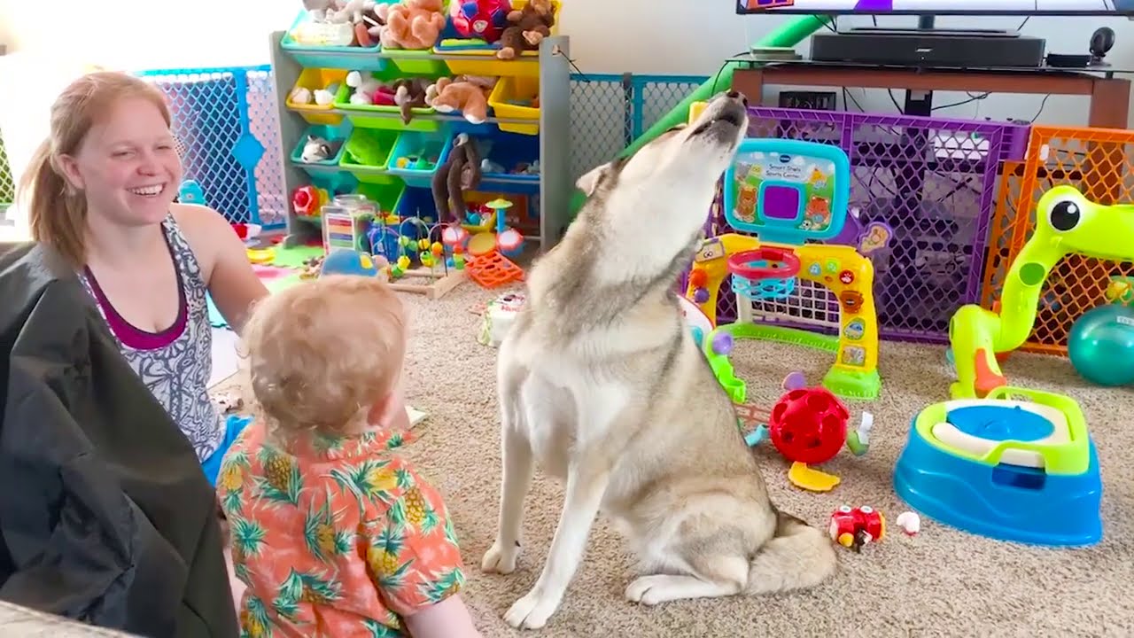 Cute Dogs and Babies are Best Friends - Dogs Babysitting Babies Video ...
