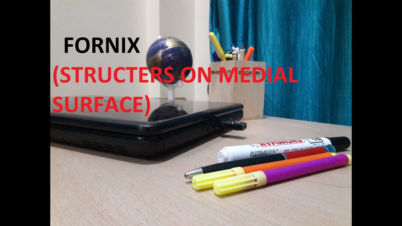 FORNIX | STRUCTURES ON MEDIAL SURFACE| CEREBRAL ANATOMY| NEUROANATOMY ...