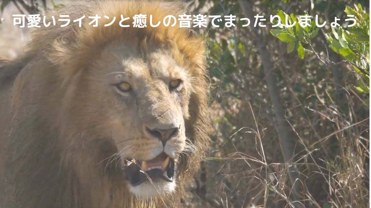 cute lion/healing music/可愛いライオンと癒しの音楽でまったりしましょう - YouTube