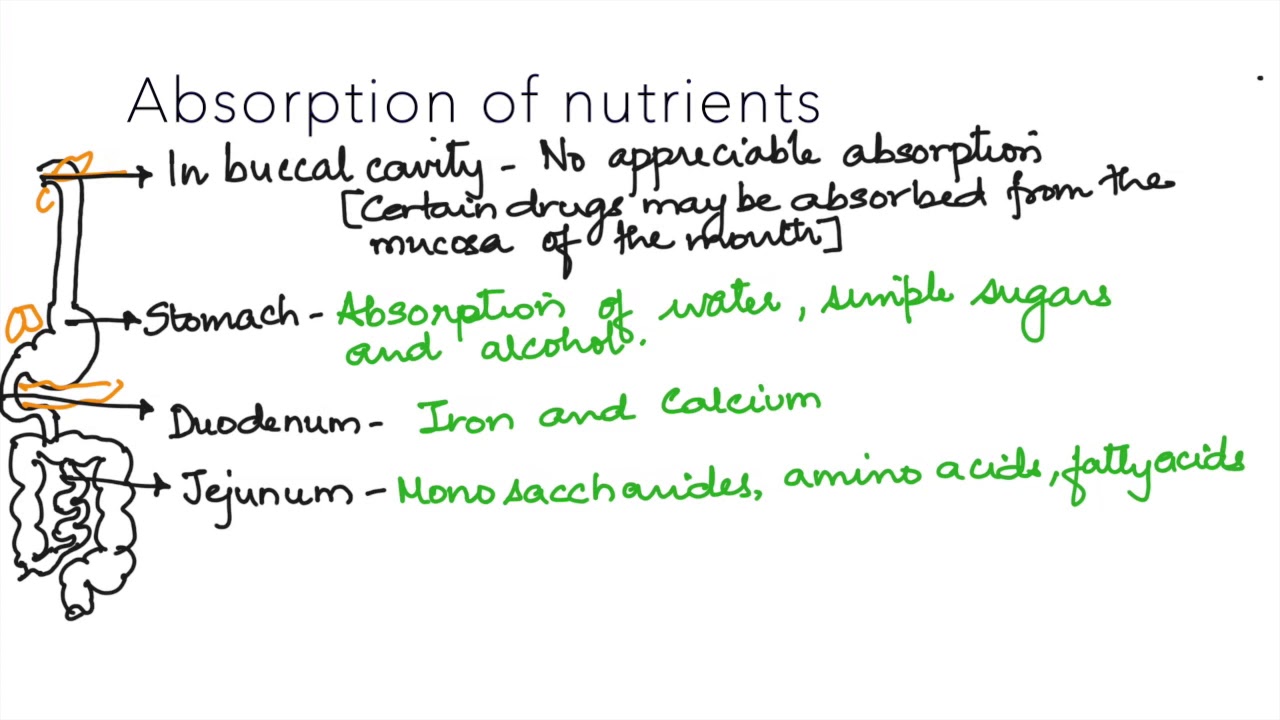 ANIMAL PHYSIOLOGY: DIGESTION AND ABSORPTION- ABSORPTION OF NUTRIENTS IN ...