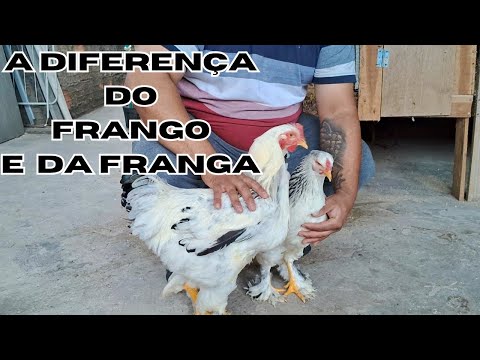 COMO SABER SE É FRANGO OU FRANGA