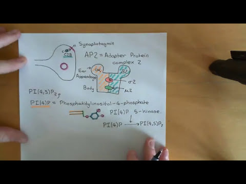 Synaptic Vesicle Exocytosis and Endocytosis Part 3