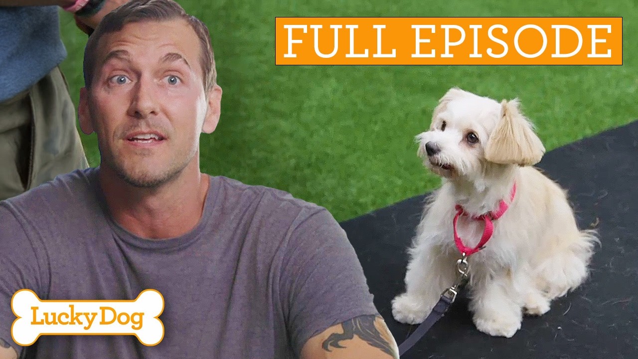 Heart-breaking Street Dog Could Be Impossible To Rehome | Full Episode S4 Ep10 | Lucky Dog - YouTube